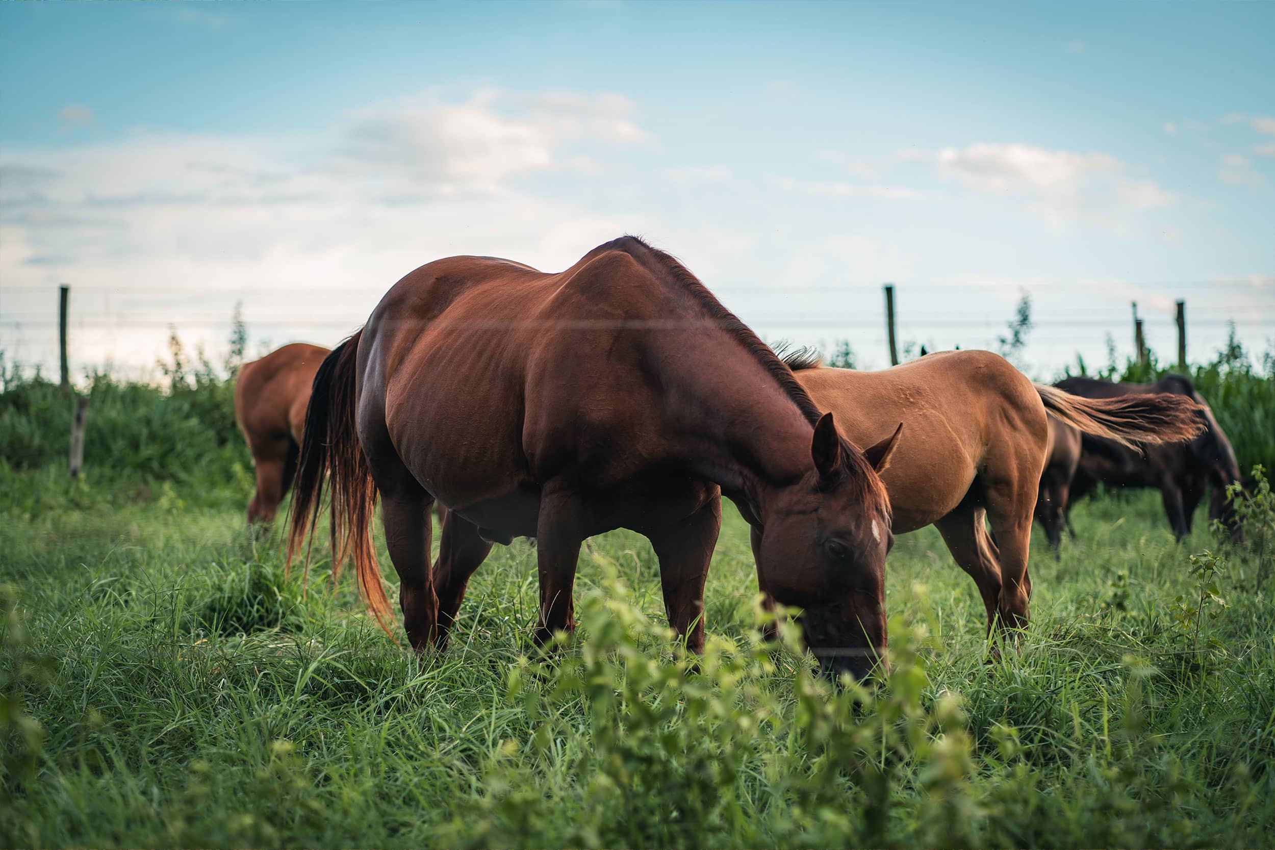 Our Services • Johnson Equestrian Center